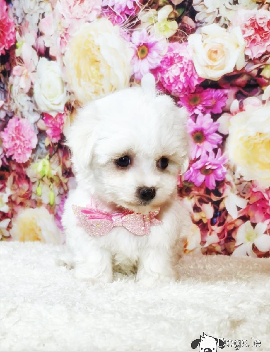 Exceptional Maltese puppies in Wexford - dogs.ie