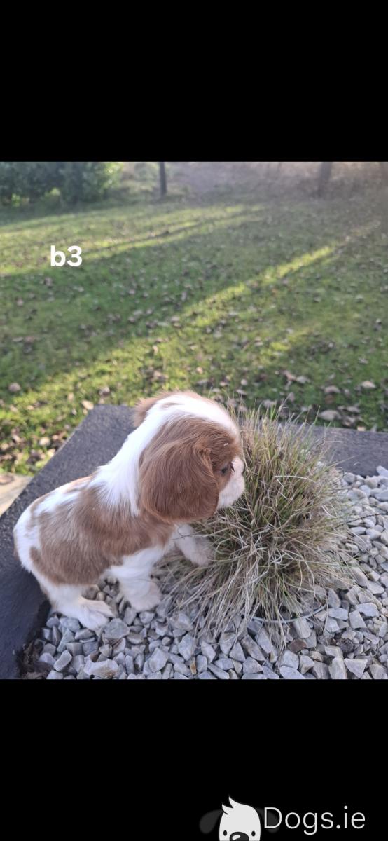 Classic Cavalier King Charles puppies in Westmeath - dogs.ie