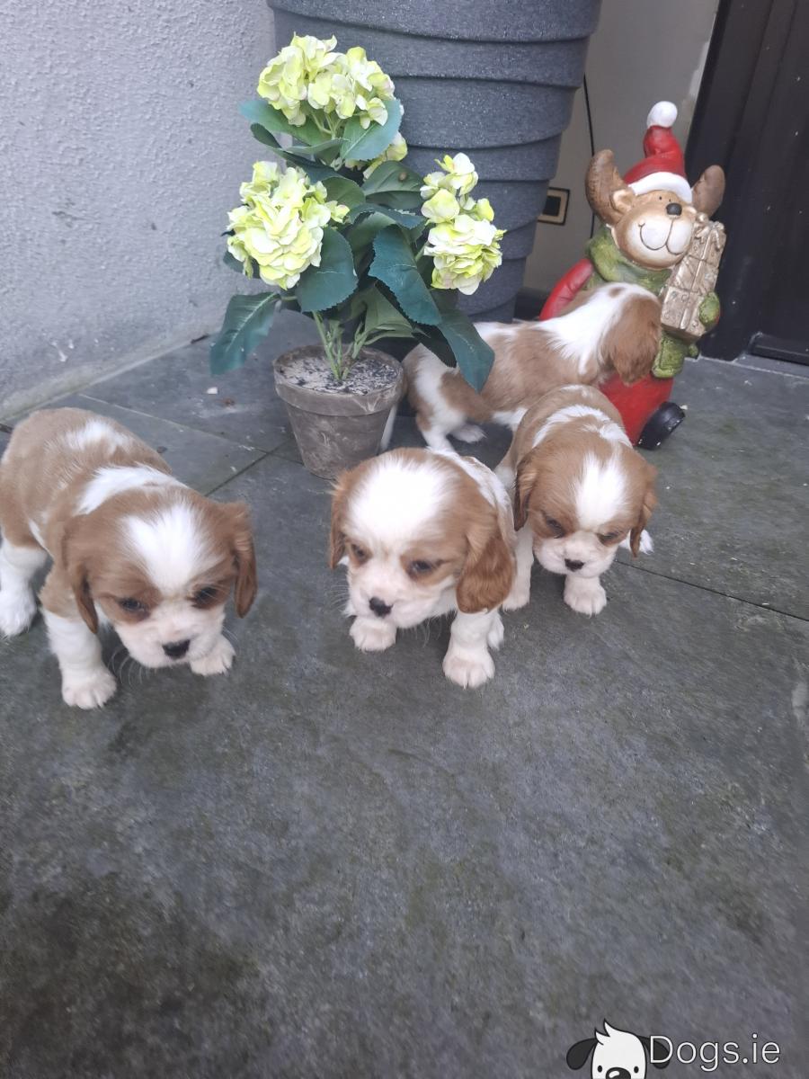 Classic Cavalier King Charles puppies in Westmeath - dogs.ie