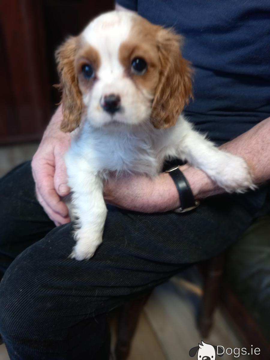 Cavalier King Charles Spaniel puppies in Offaly - dogs.ie