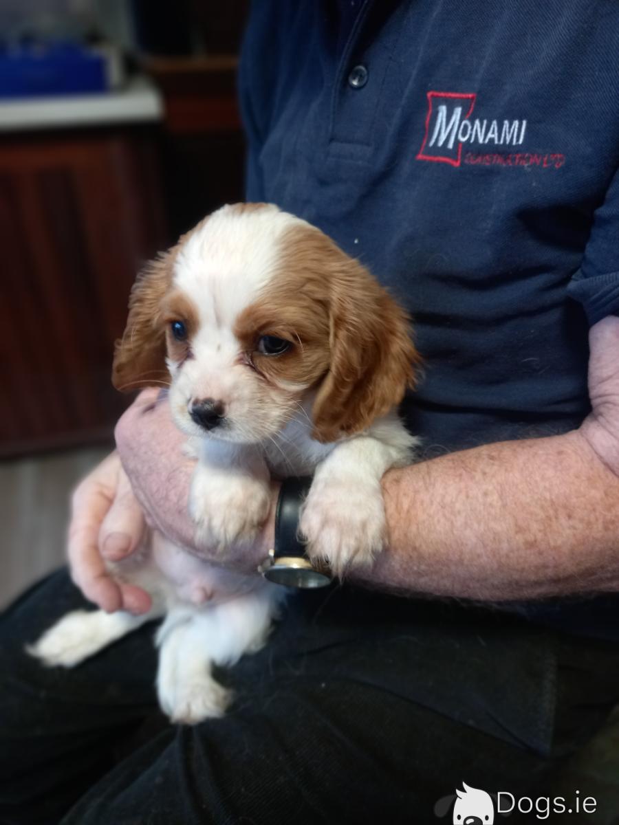Cavalier King Charles Spaniel puppies in Offaly - dogs.ie