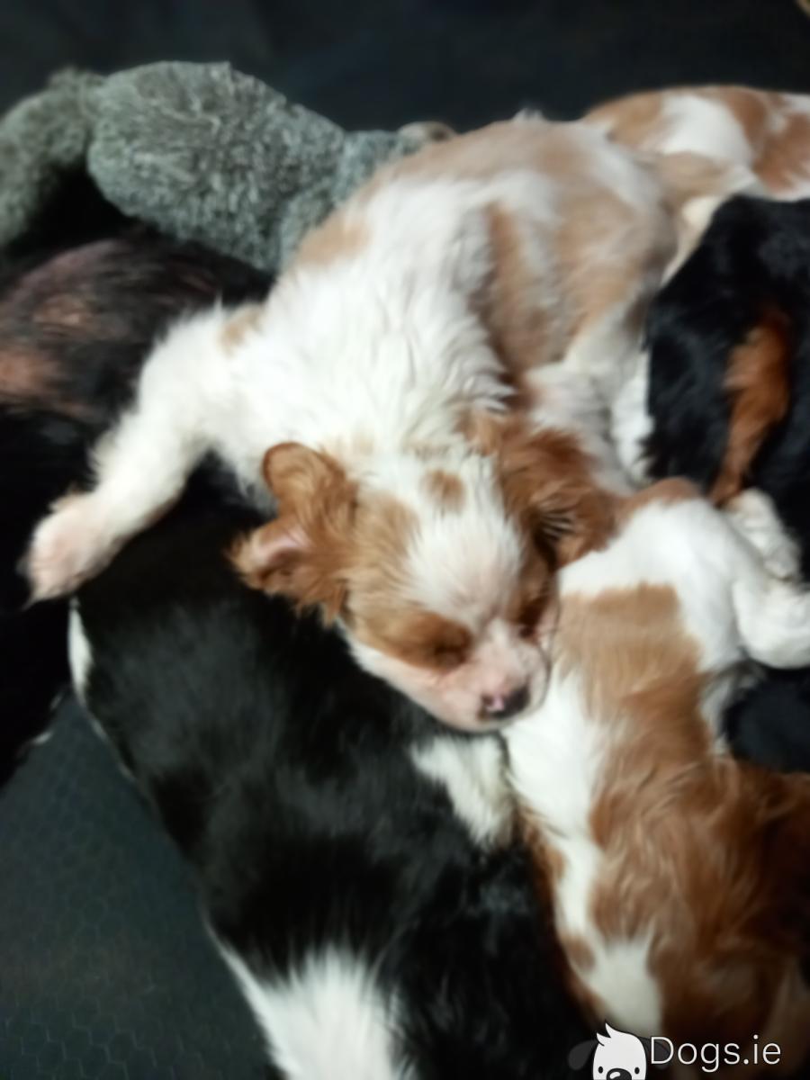Cavalier King Charles Spaniel puppies in Offaly - dogs.ie