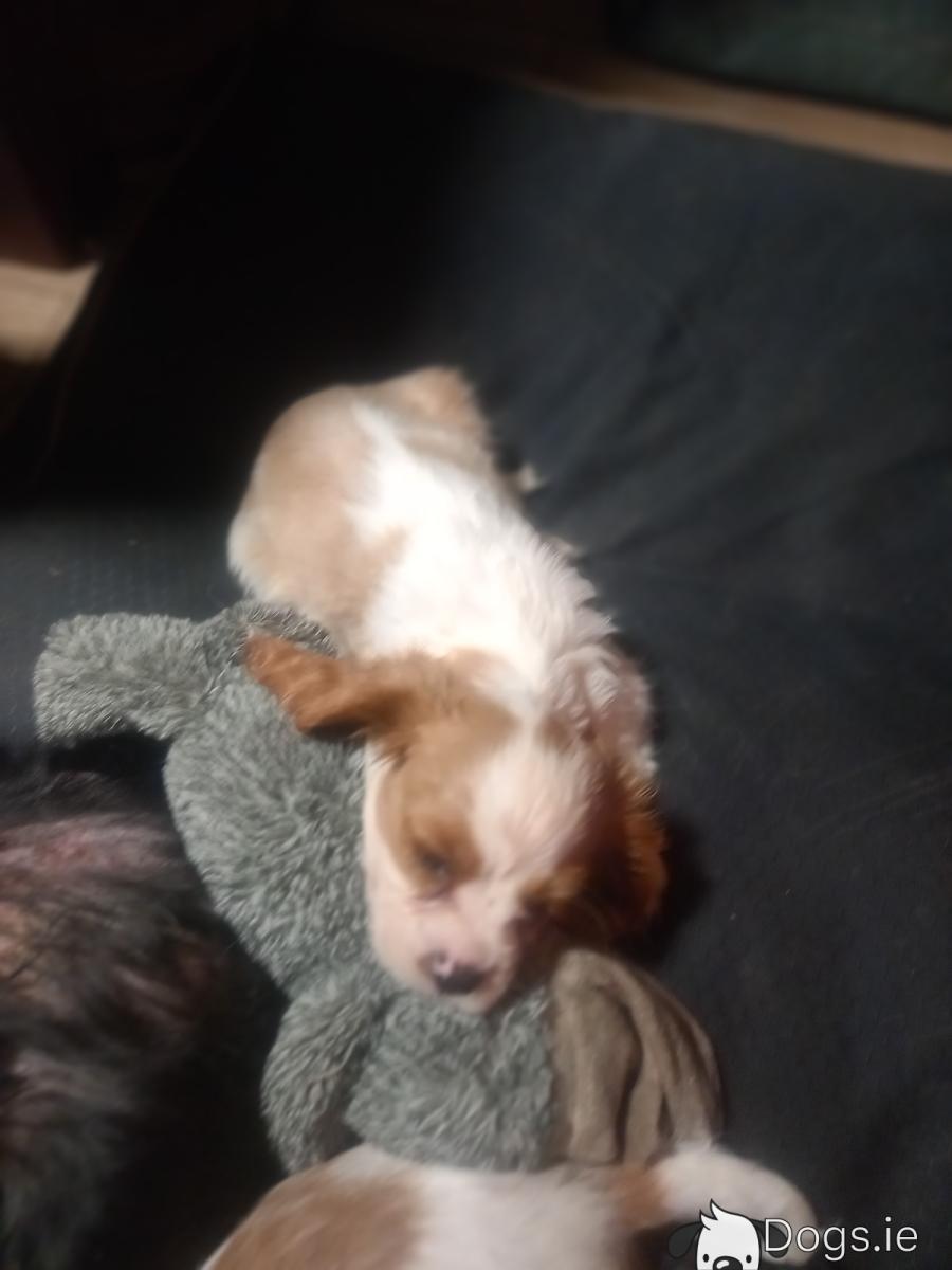 Cavalier King Charles Spaniel puppies in Offaly - dogs.ie