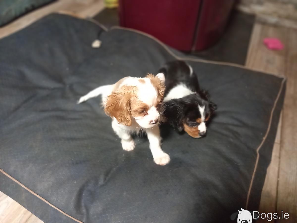 Cavalier King Charles Spaniel puppies in Offaly - dogs.ie