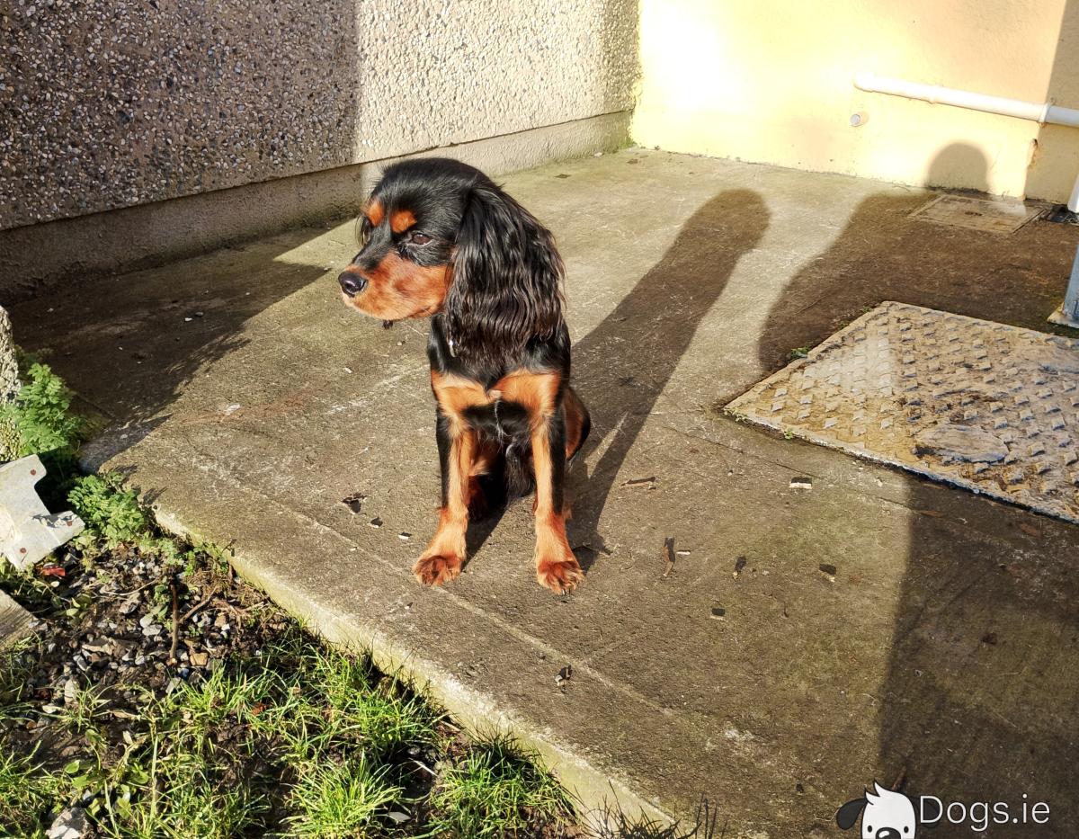 Delightful 8-month-old male Cavalier King Charles Spaniel in Tipperary ...