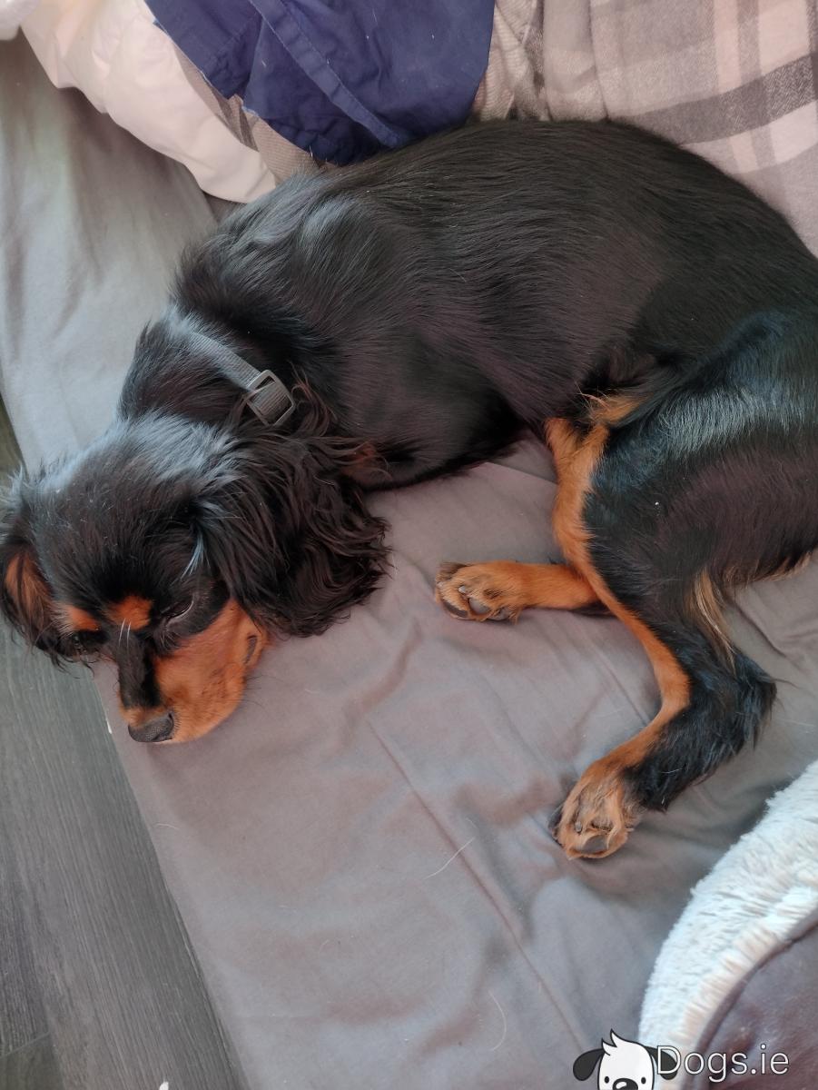 Delightful 8-month-old male Cavalier King Charles Spaniel in Tipperary ...