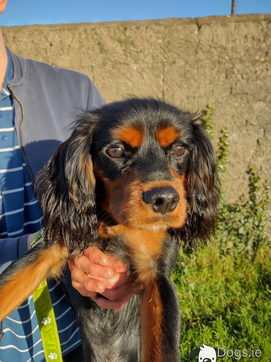 Delightful 8-month-old male Cavalier King Charles Spaniel in Tipperary ...