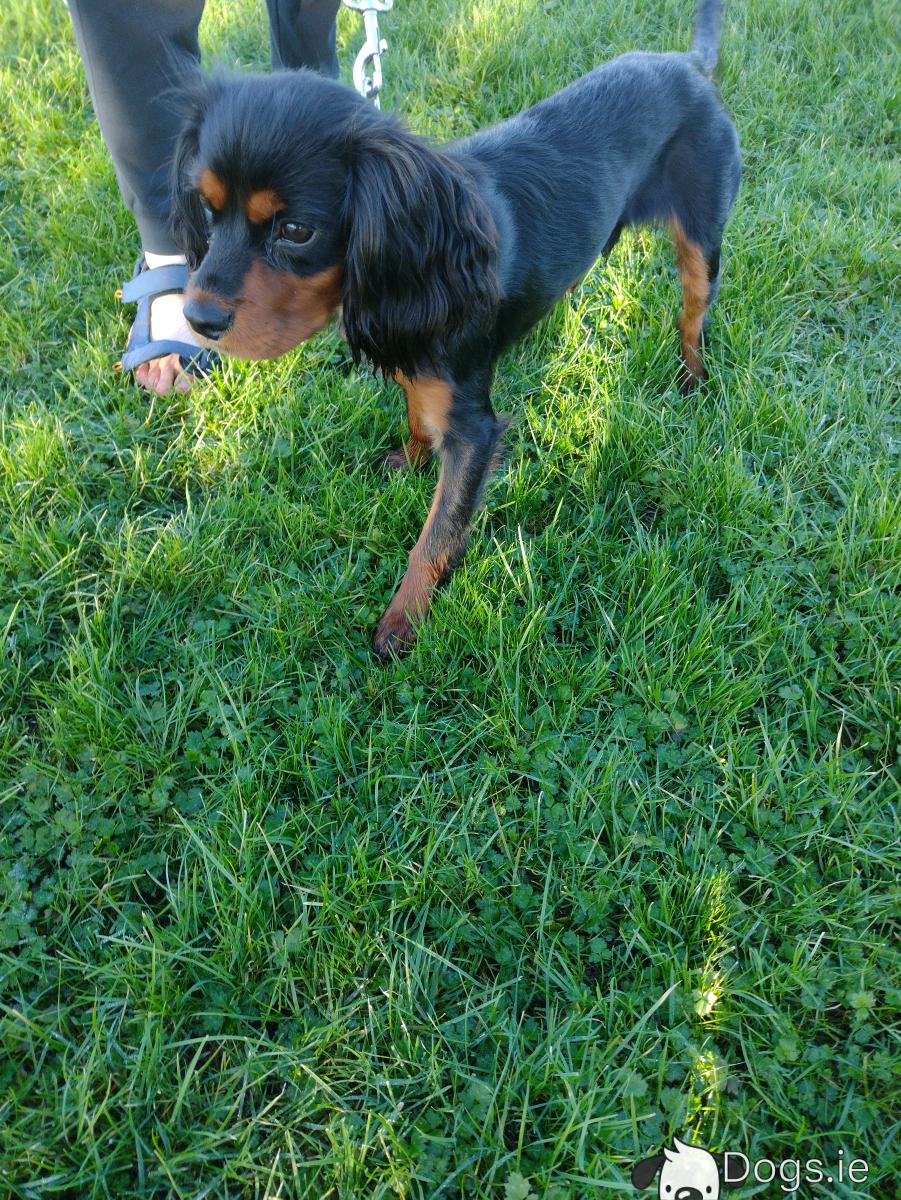 Delightful 8-month-old male Cavalier King Charles Spaniel in Tipperary ...