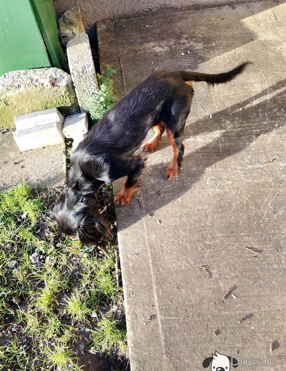 Delightful 8-month-old male Cavalier King Charles Spaniel in Tipperary ...