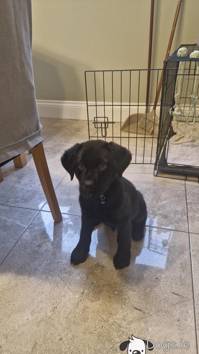 Beautiful Black Labrador male puppy - dogs.ie