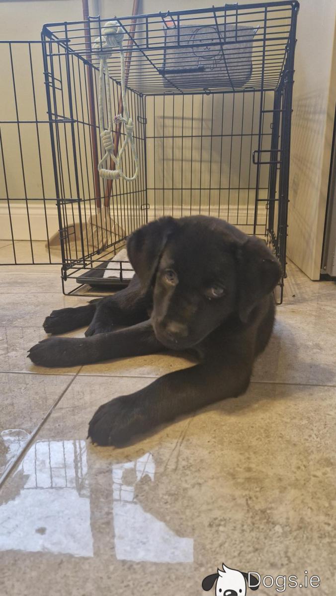 Beautiful Black Labrador male puppy - dogs.ie