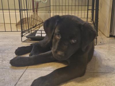 Beautiful Black Labrador male puppy - dogs.ie