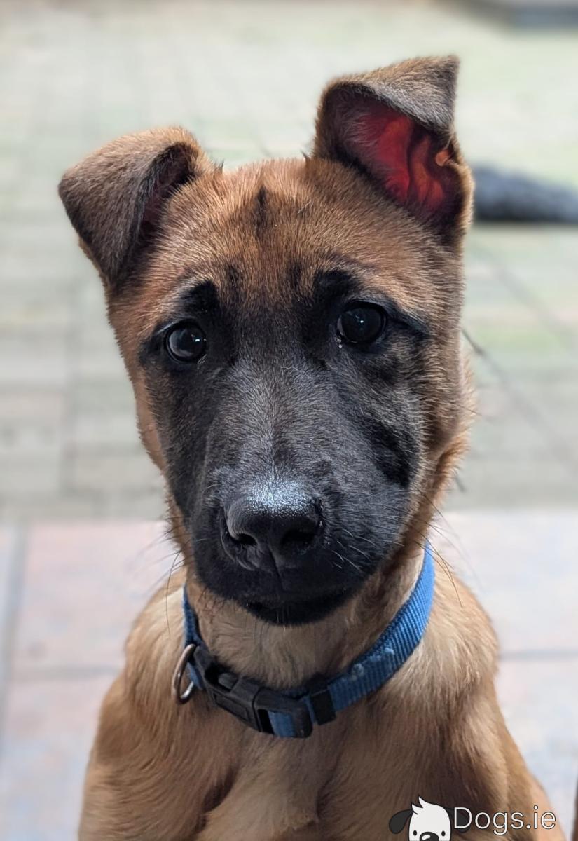 Female Belgian Malinois / Dutch Shepherd Cross - dogs.ie