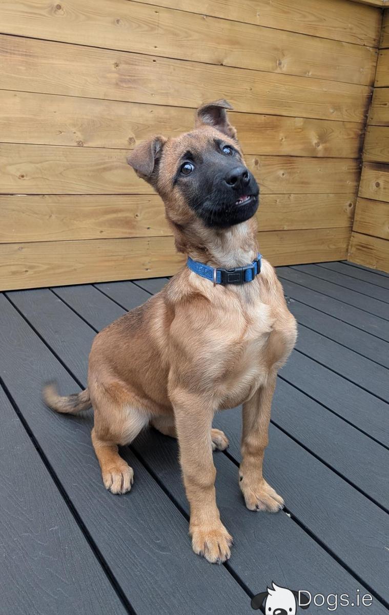 Female Belgian Malinois / Dutch Shepherd Cross - dogs.ie