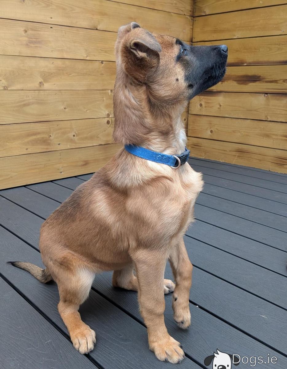 Female Belgian Malinois / Dutch Shepherd Cross - dogs.ie