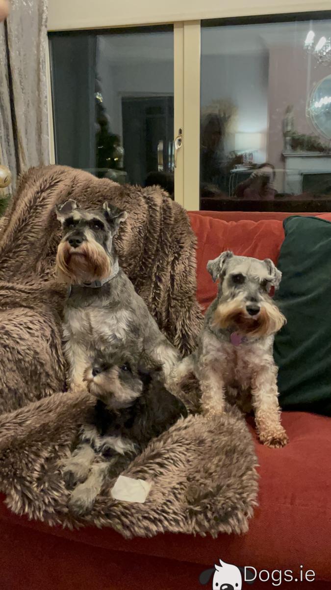 Miniature Schnauzer puppy (male) - dogs.ie