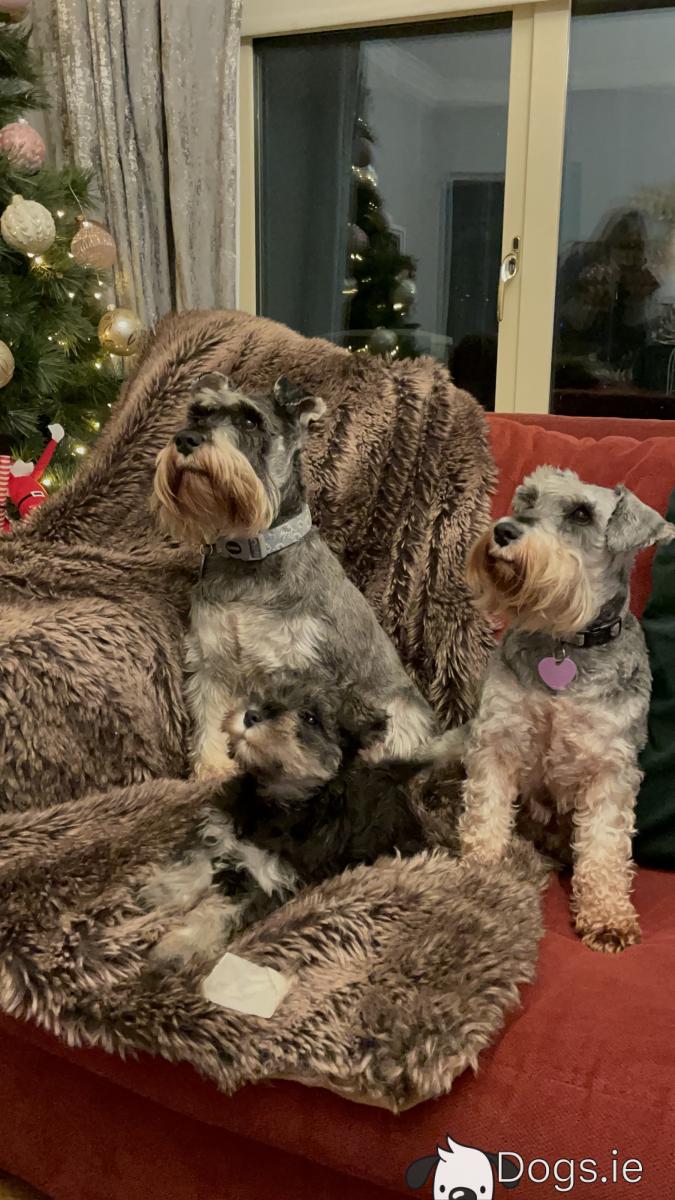 Miniature Schnauzer puppy (male) - dogs.ie