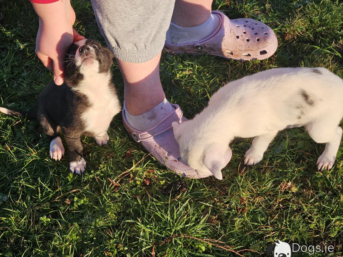 Border Collie pups in Galway - dogs.ie