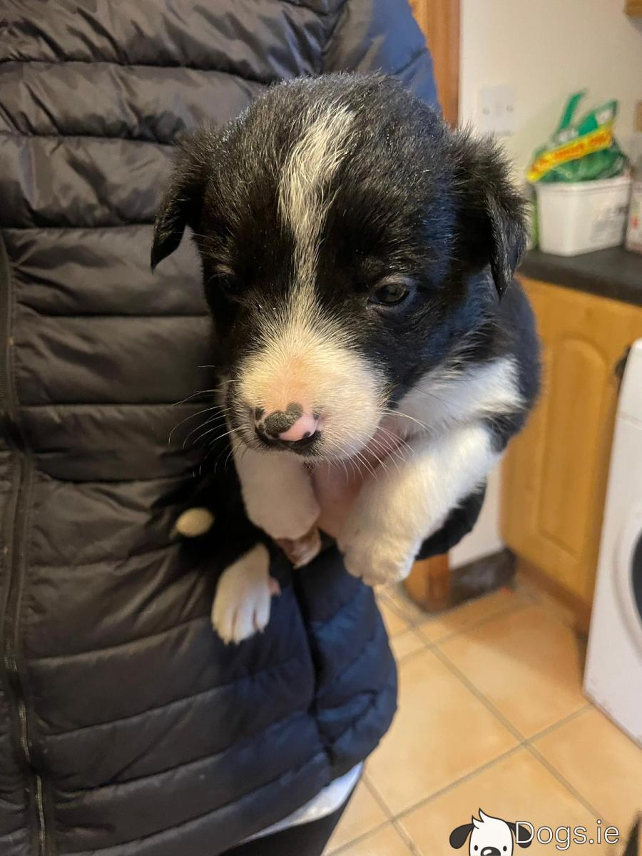 Border Collie puppies in Wexford - dogs.ie