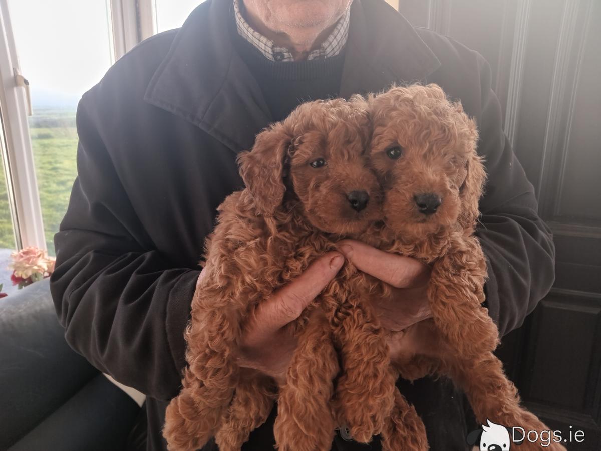 Red Poodle puppies in Cork - dogs.ie