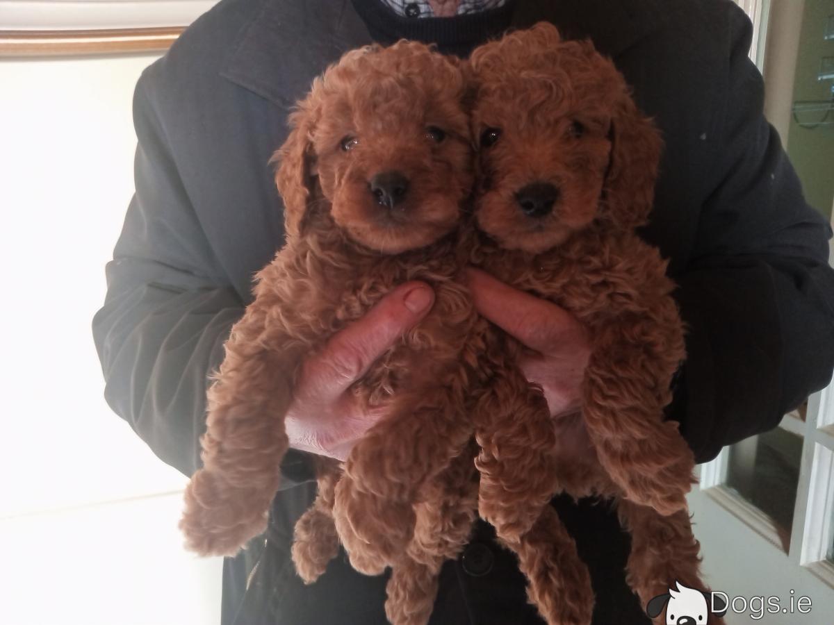 Red Poodle puppies in Cork - dogs.ie