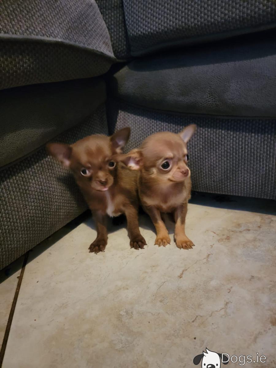 Chihuahua puppies in Tipperary - dogs.ie
