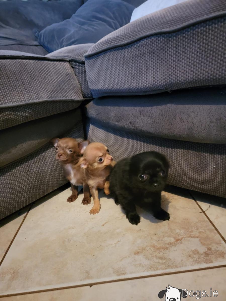 Chihuahua puppies in Tipperary - dogs.ie