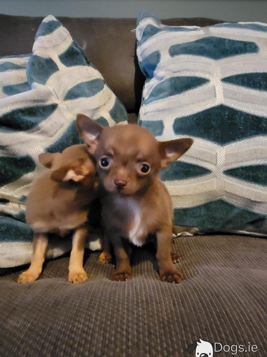 Chihuahua puppies in Tipperary - dogs.ie