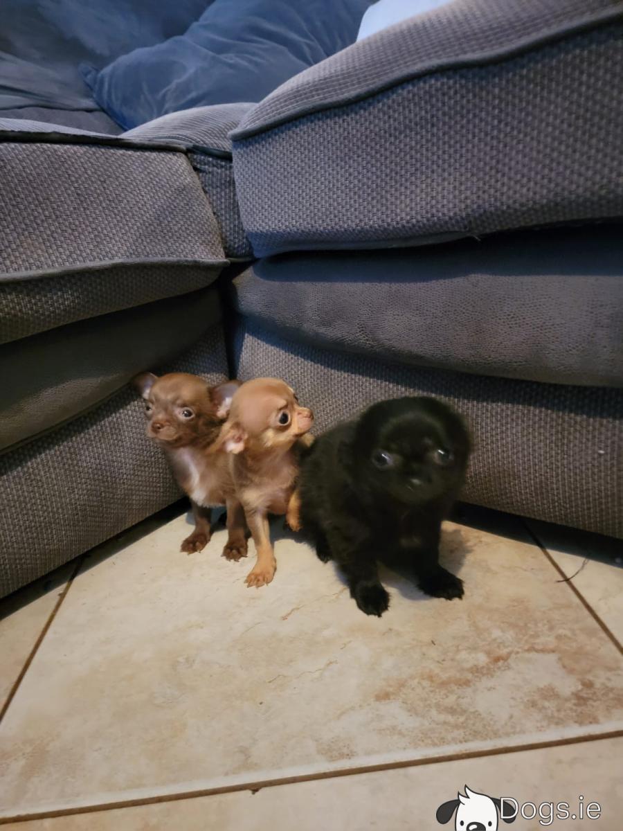 Chihuahua puppies in Tipperary - dogs.ie