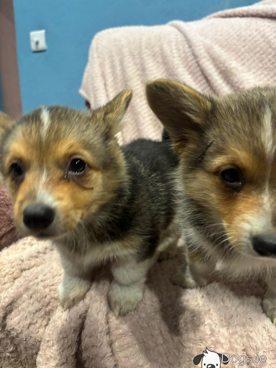 Welsh Corgi Pembroke puppies in Monaghan - dogs.ie