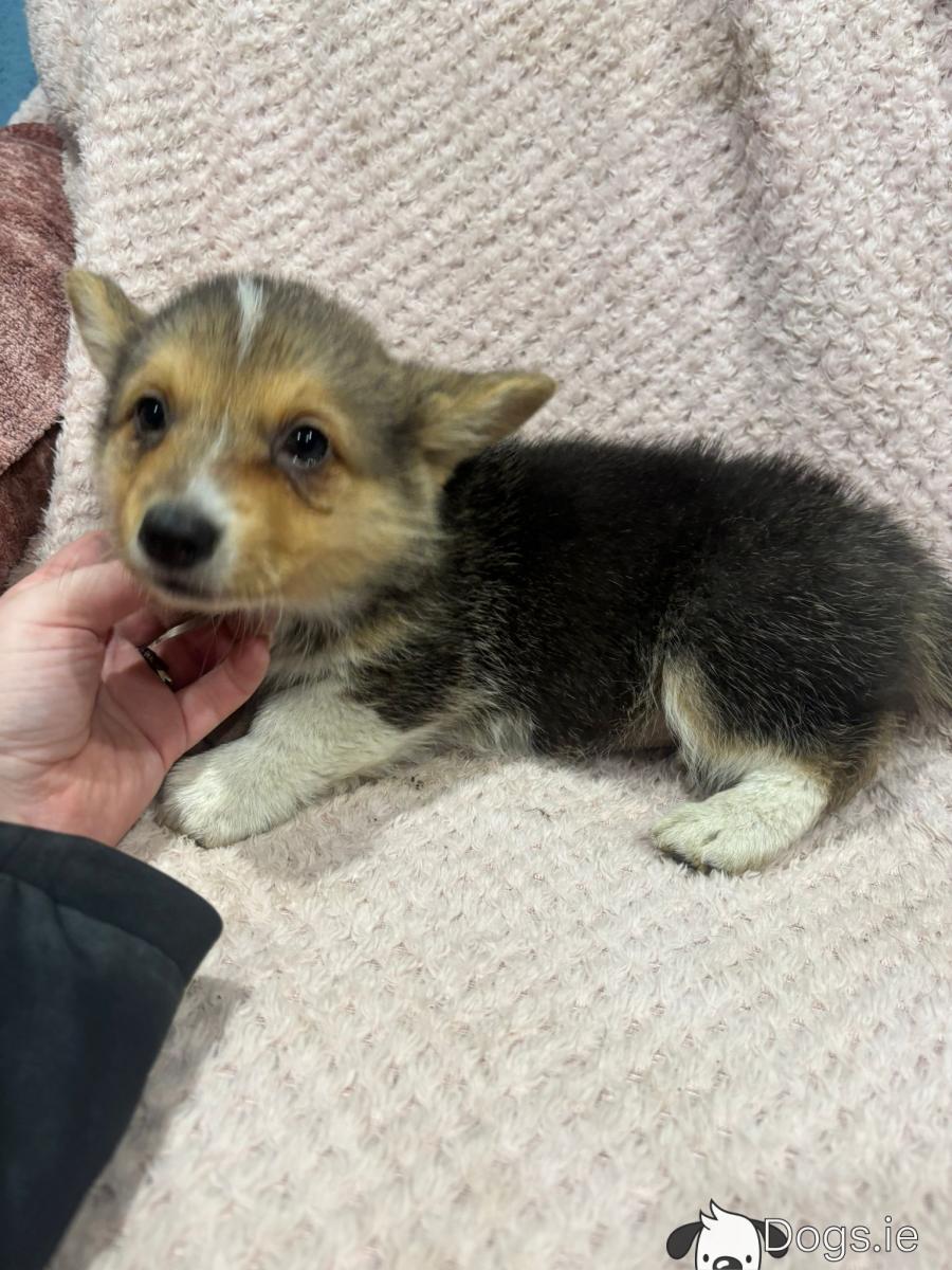 Welsh Corgi Pembroke puppies in Monaghan - dogs.ie