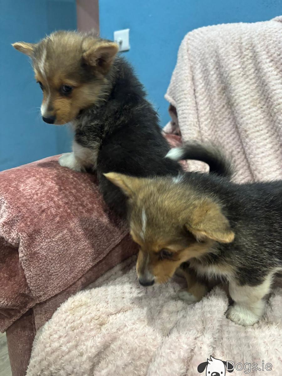 Welsh Corgi Pembroke puppies in Monaghan - dogs.ie