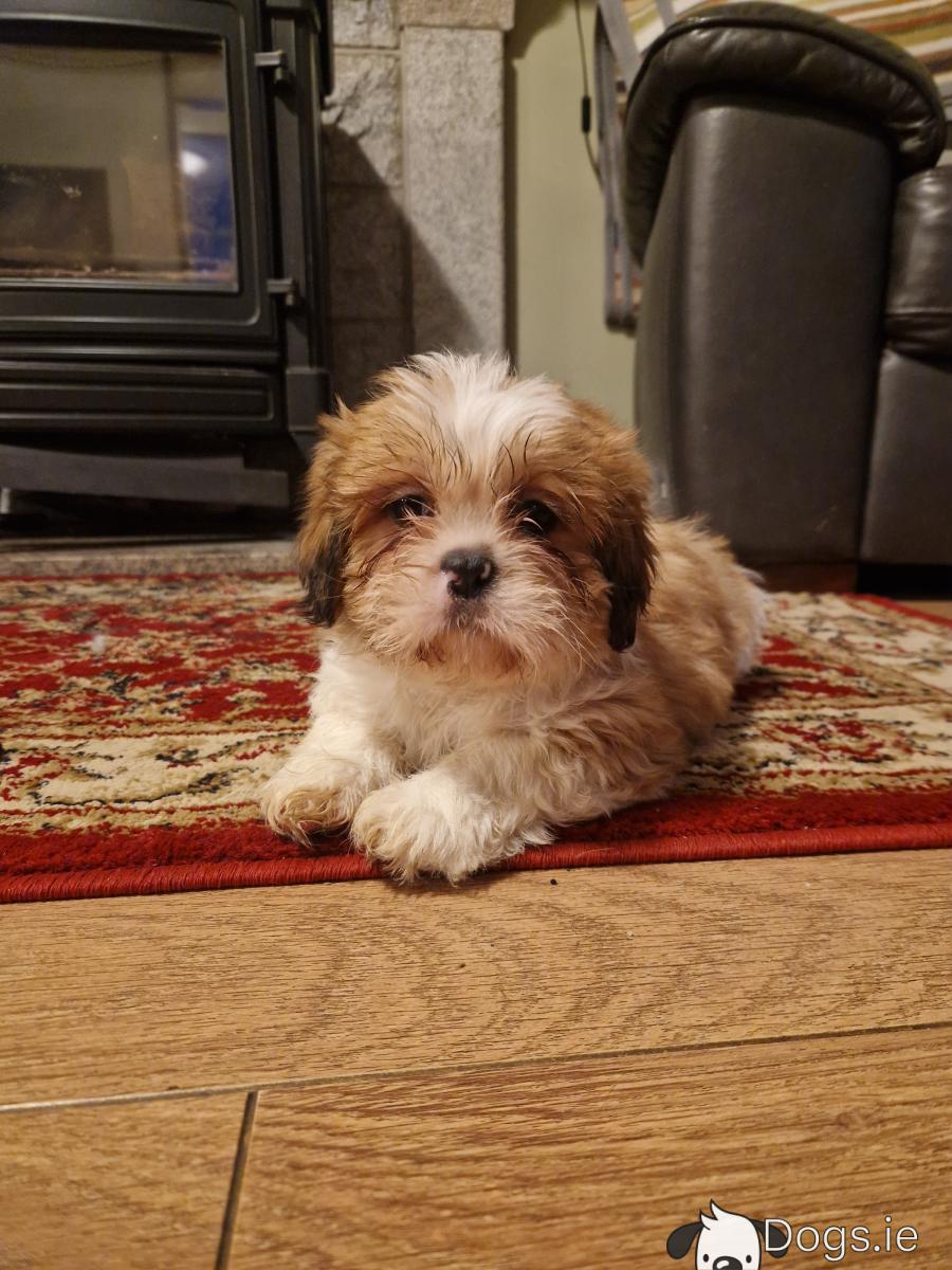 Shih Tzu puppies in Wexford - dogs.ie