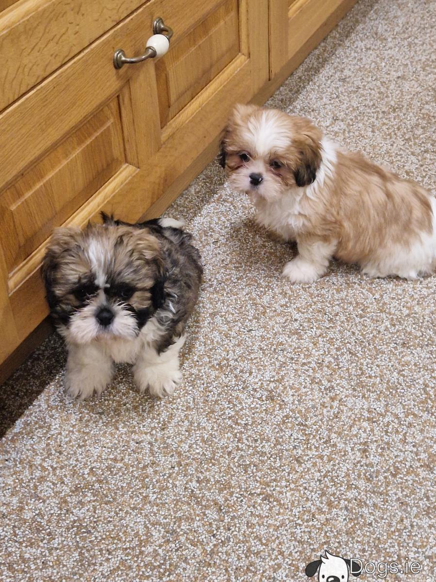 Shih Tzu puppies in Wexford - dogs.ie