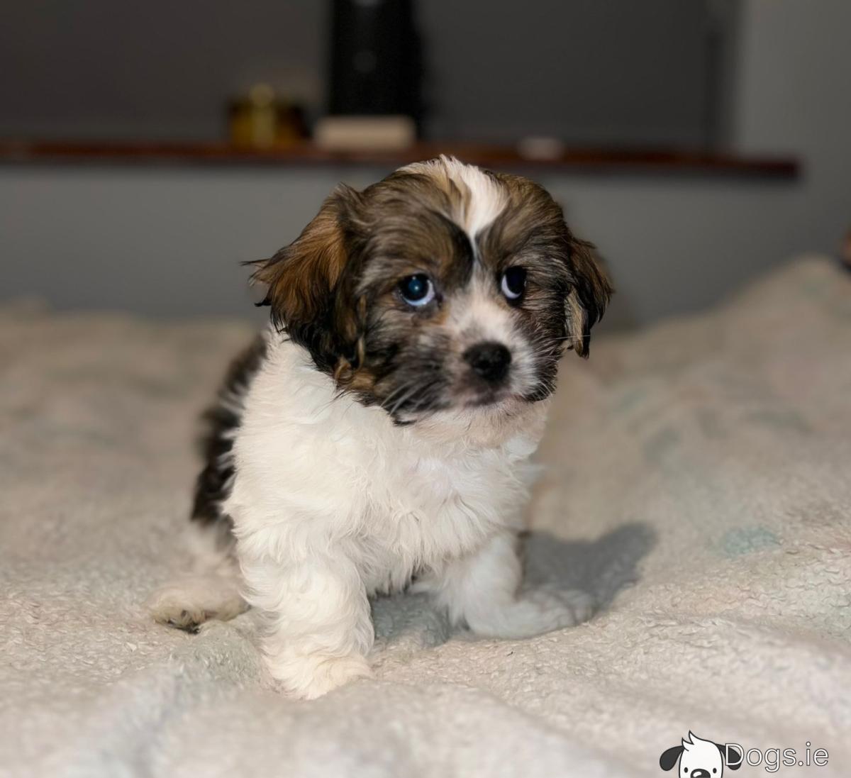 Gorgeous Shih-Tzu x Bichon Frise Puppies - dogs.ie