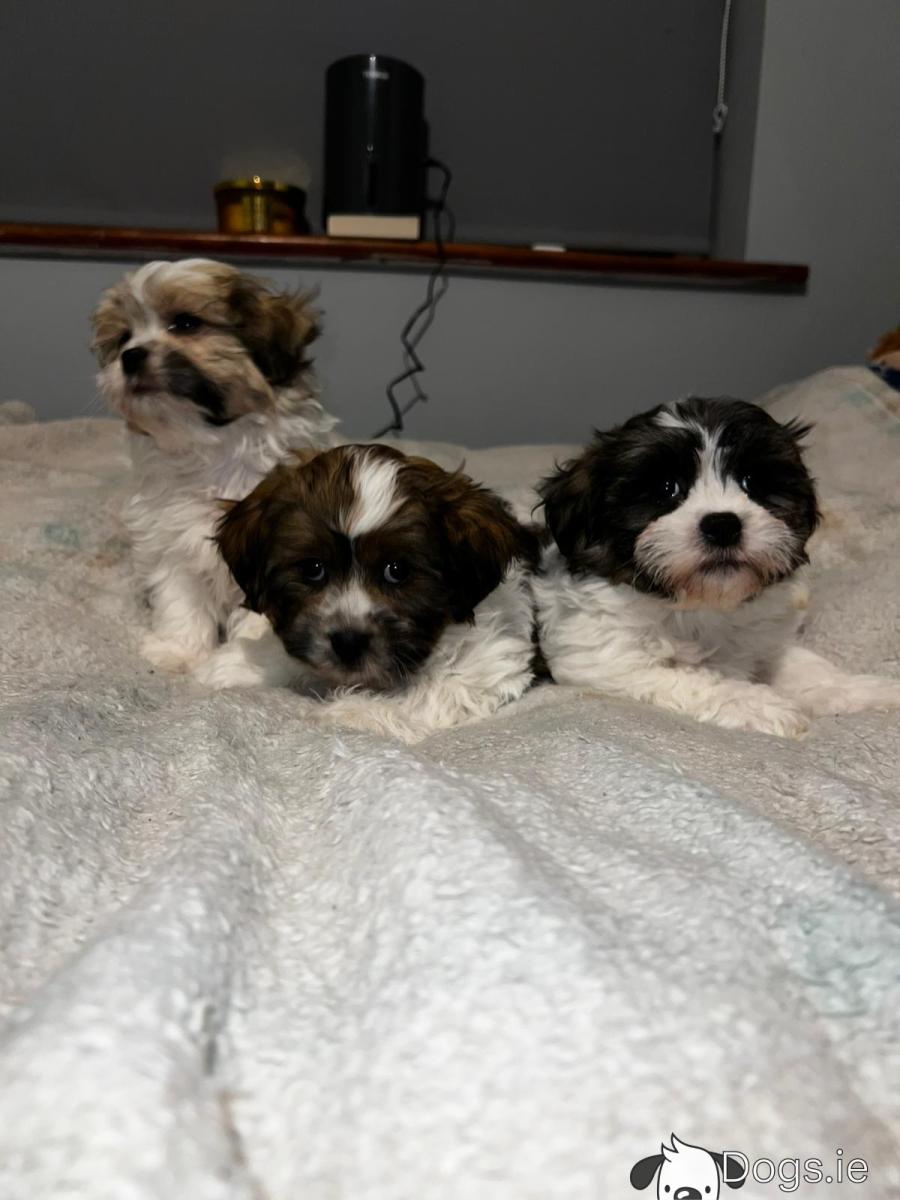 Gorgeous Shih-Tzu x Bichon Frise Puppies - dogs.ie
