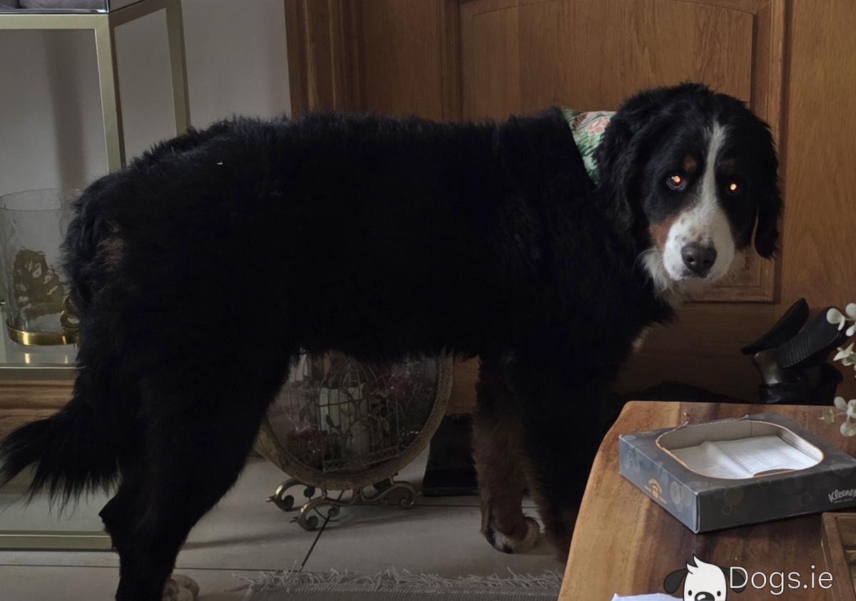 Beautiful affectionate bernese-mountain-dog. - dogs.ie