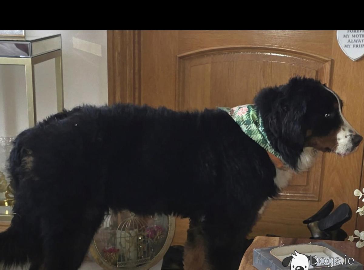 Beautiful affectionate bernese-mountain-dog. - dogs.ie