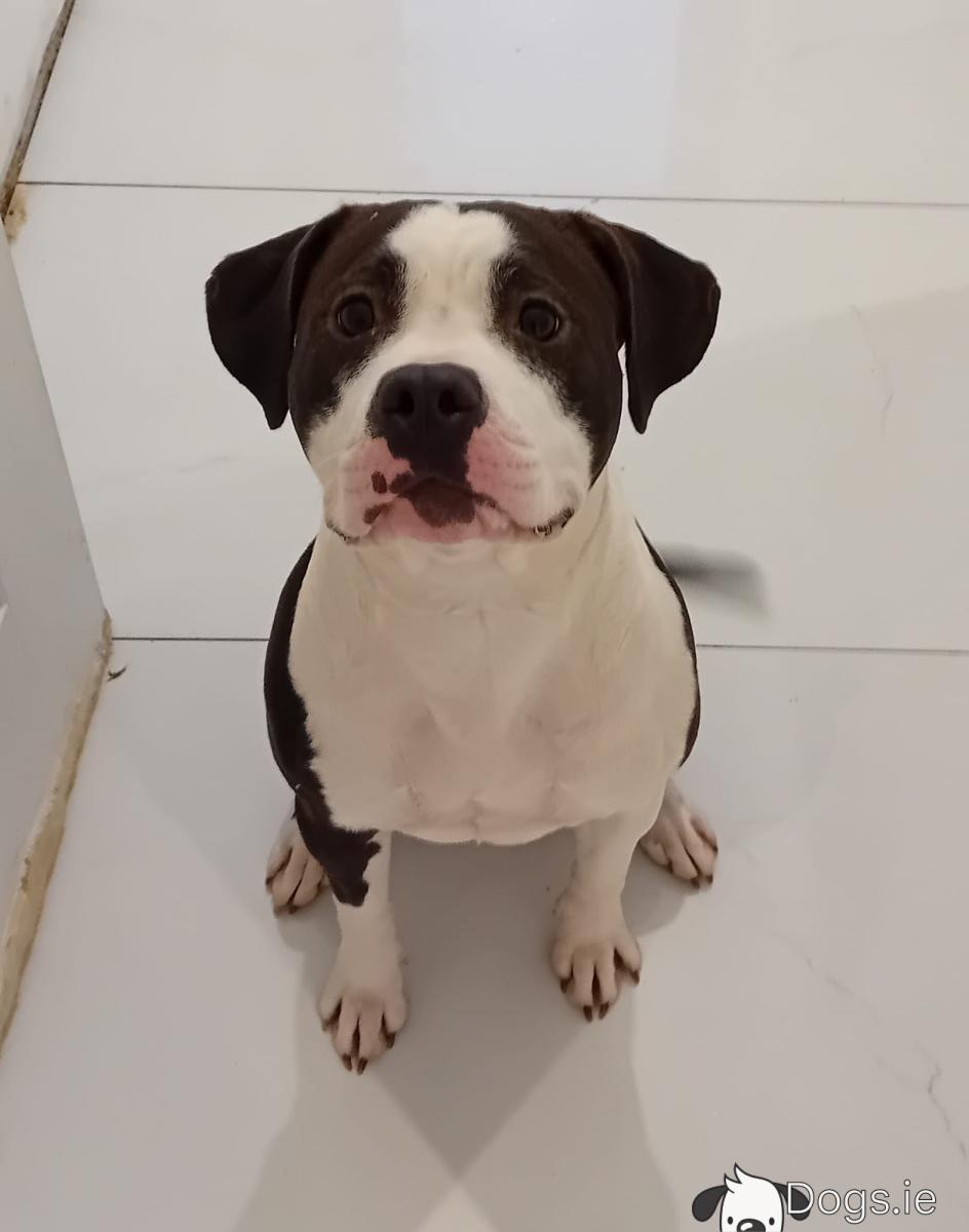 Female American Pit Bull in Wexford - dogs.ie