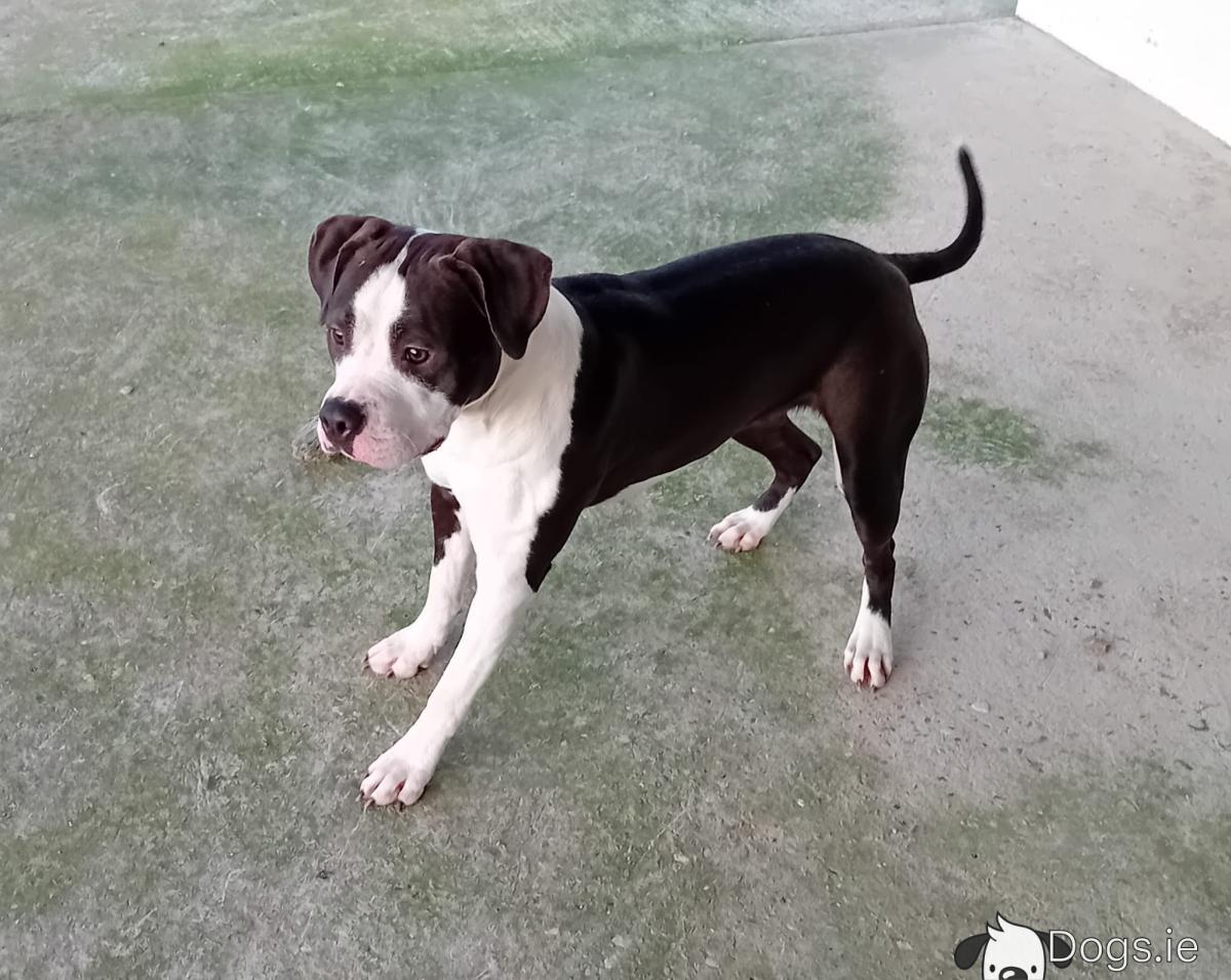 Female American Pit Bull in Wexford - dogs.ie