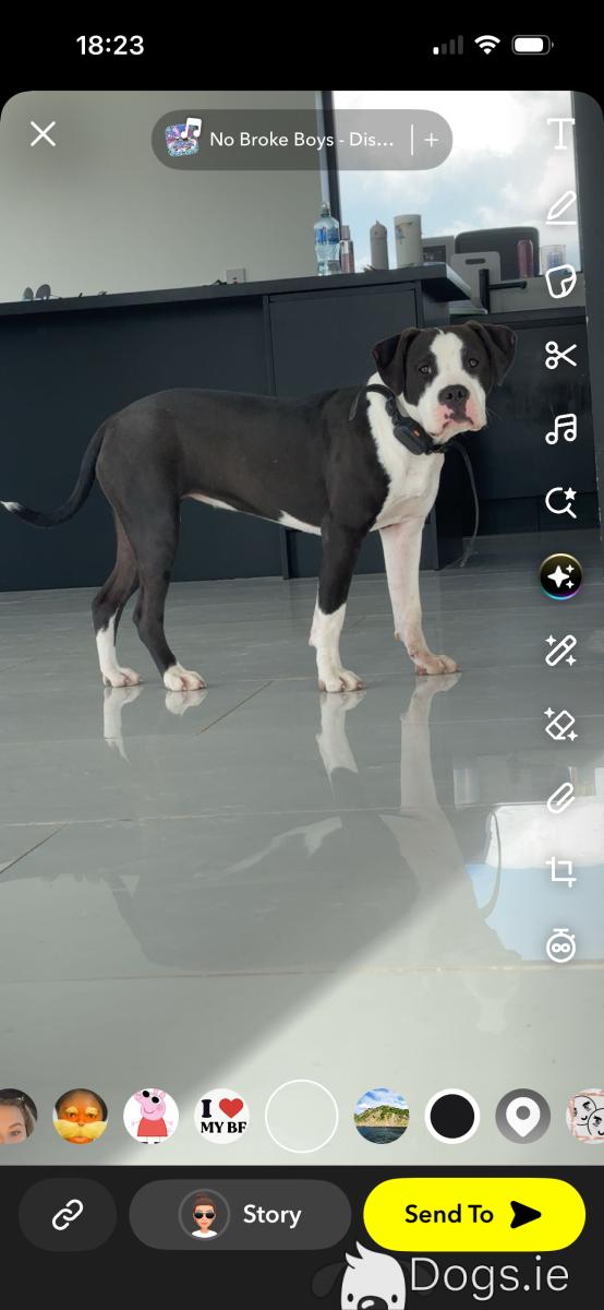 Female American Pit Bull in Wexford - dogs.ie