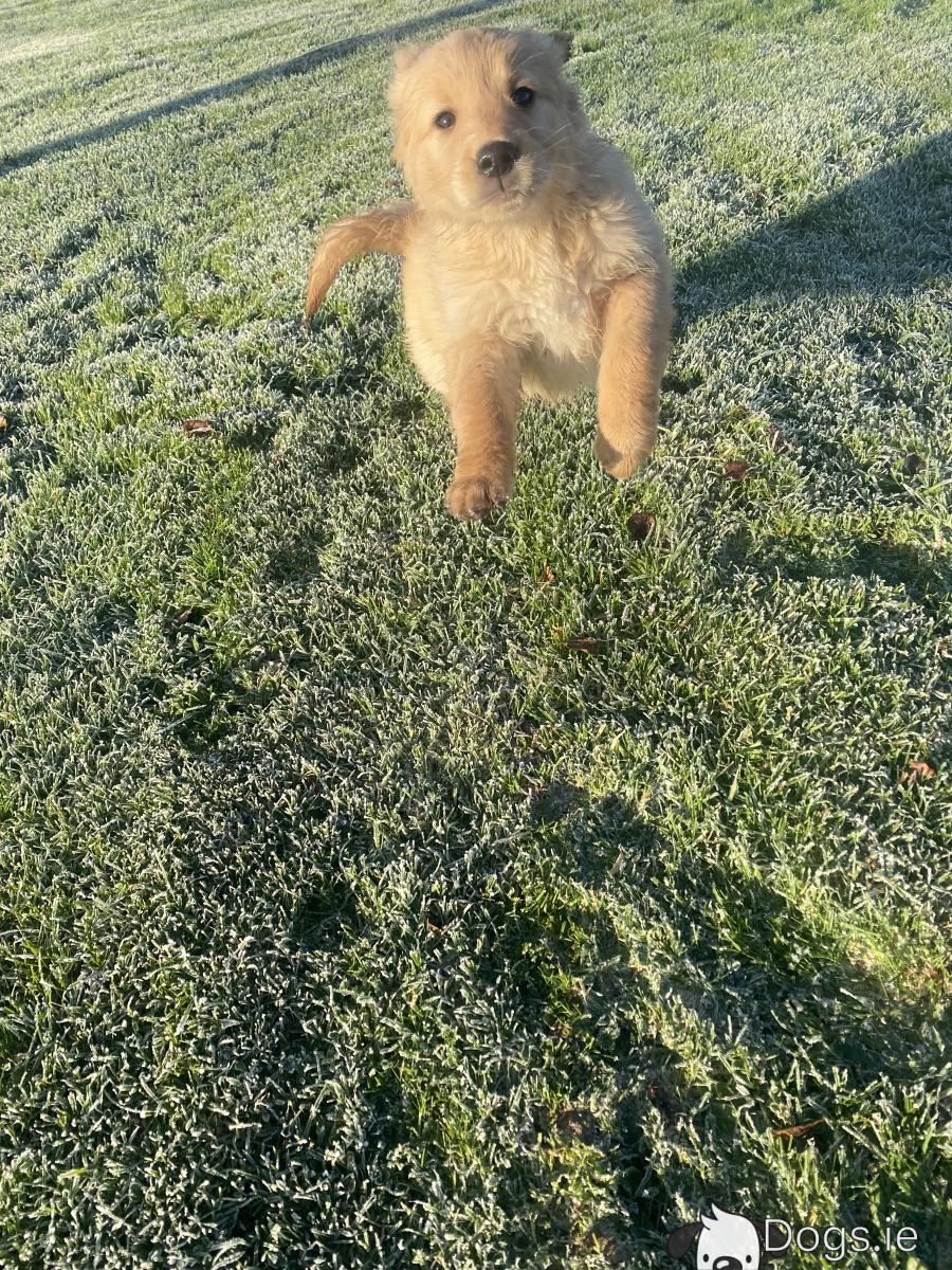 Two Adorable Golden Retriever pups in Limerick - dogs.ie
