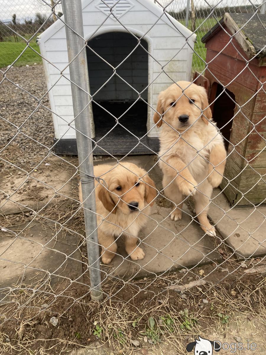 Two Adorable Golden Retriever pups in Limerick - dogs.ie