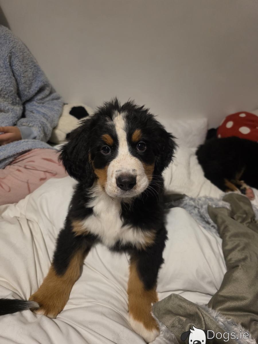 Bernese Mountain Dog puppies in Cork - dogs.ie