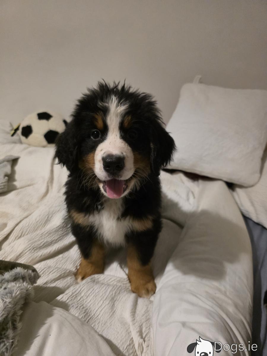 Bernese Mountain Dog puppies in Cork - dogs.ie