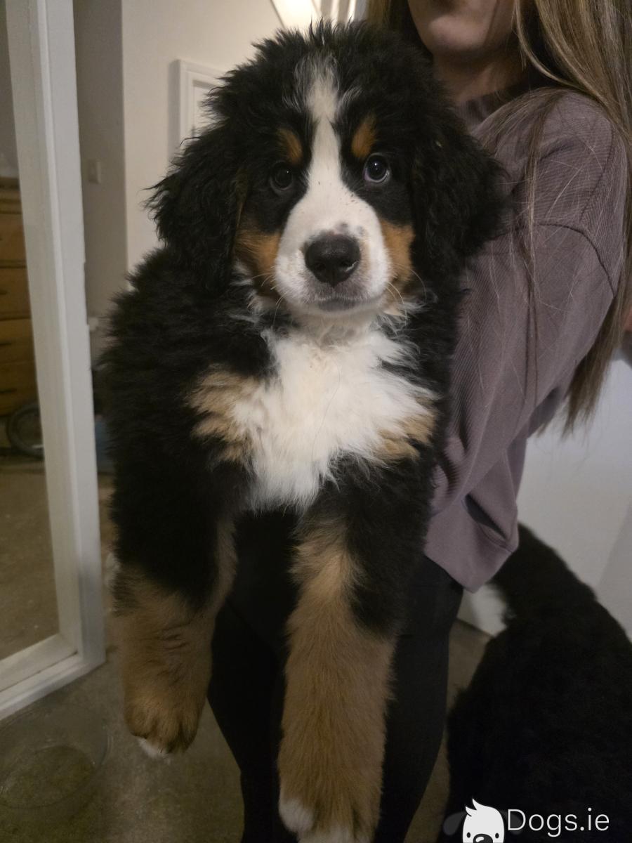 Bernese Mountain Dog puppies in Cork - dogs.ie