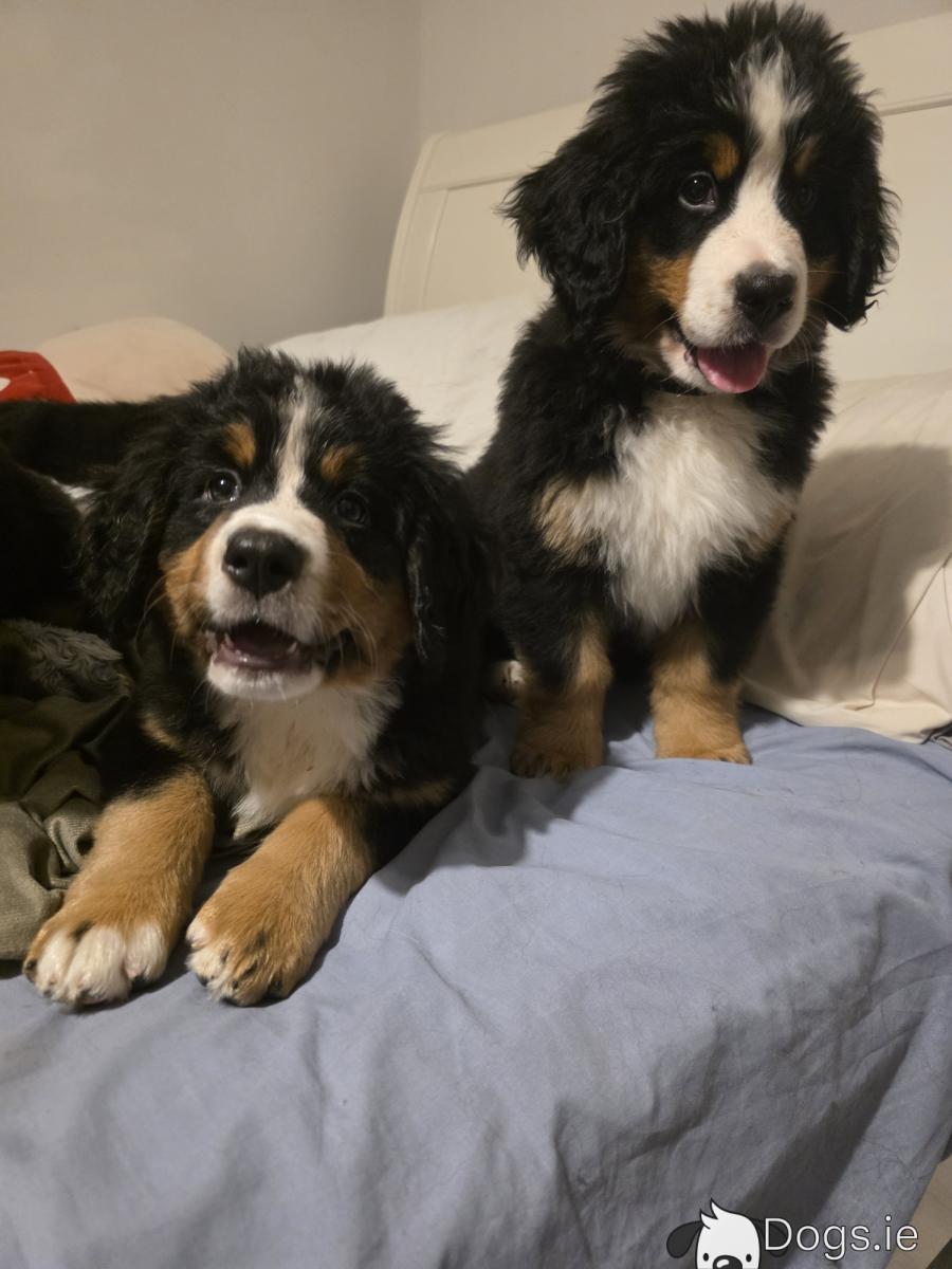 Bernese Mountain Dog puppies in Cork - dogs.ie