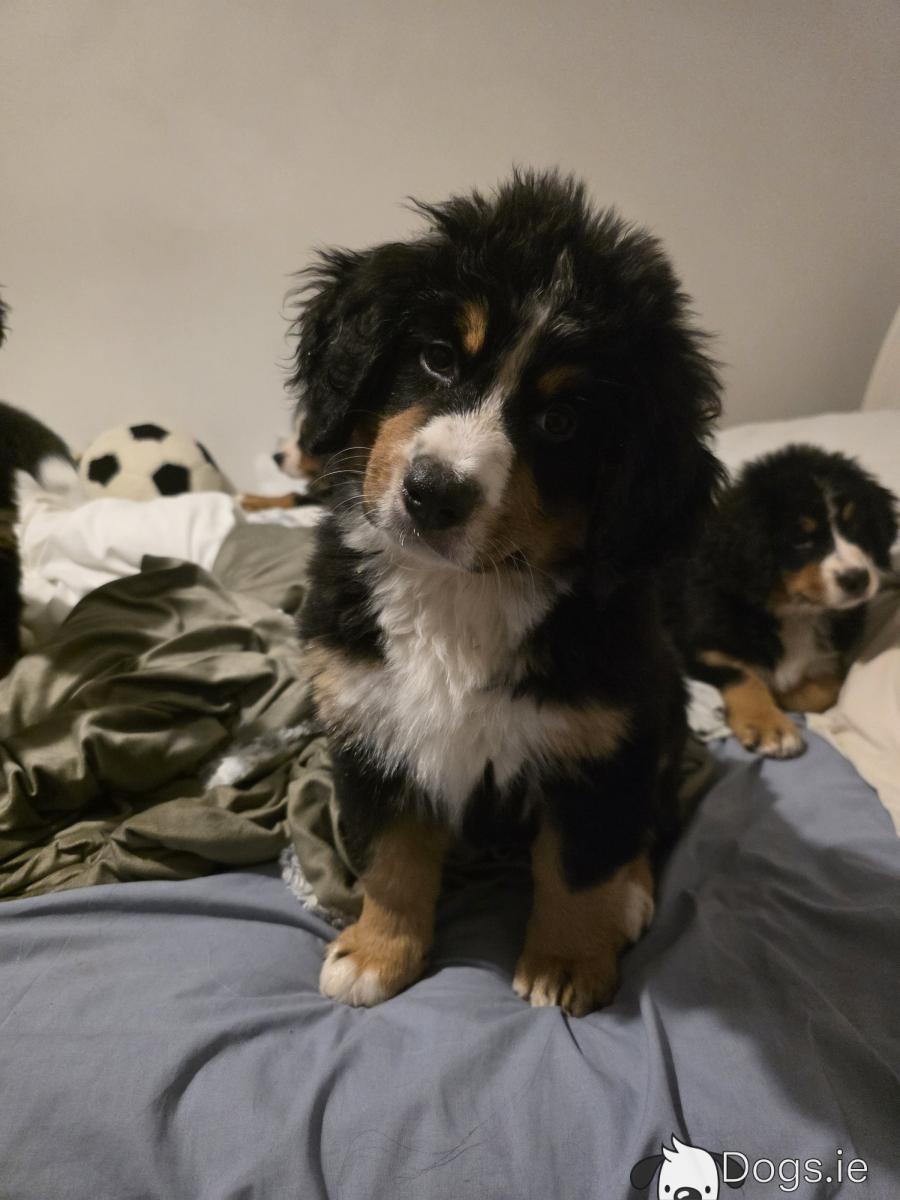 Bernese Mountain Dog puppies in Cork - dogs.ie
