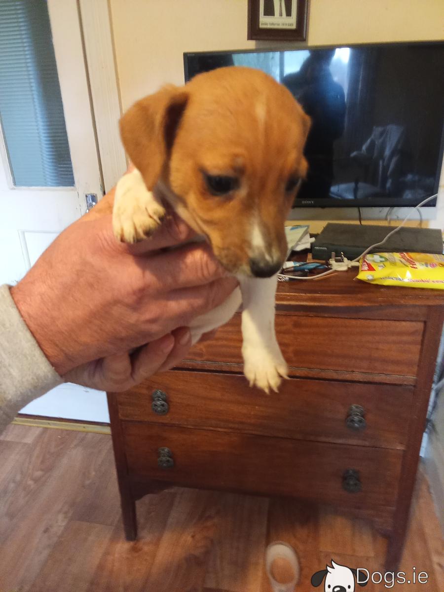 Lovely Jack Russell Terrier puppies in Tipperary - dogs.ie