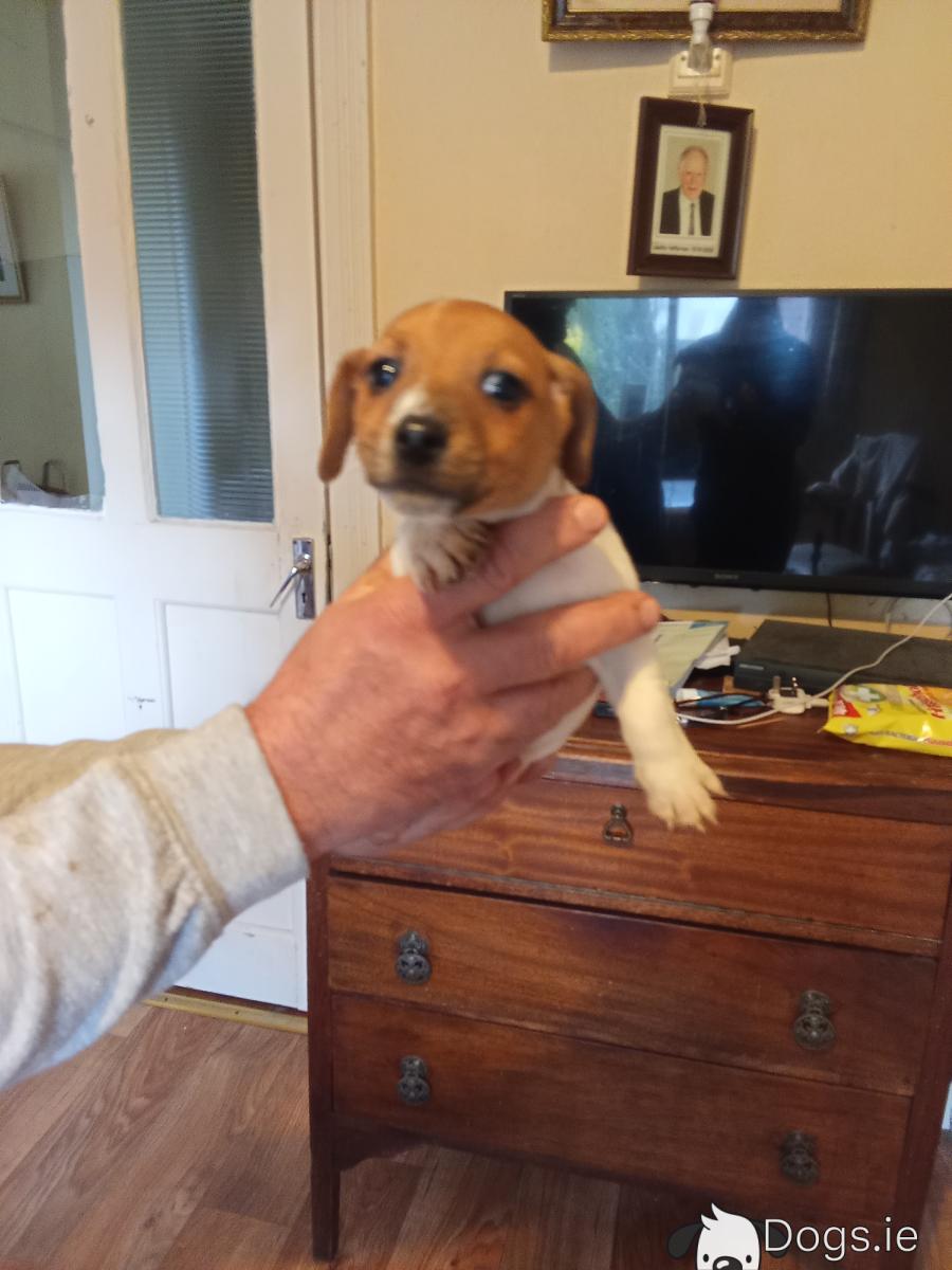 Lovely Jack Russell Terrier puppies in Tipperary - dogs.ie